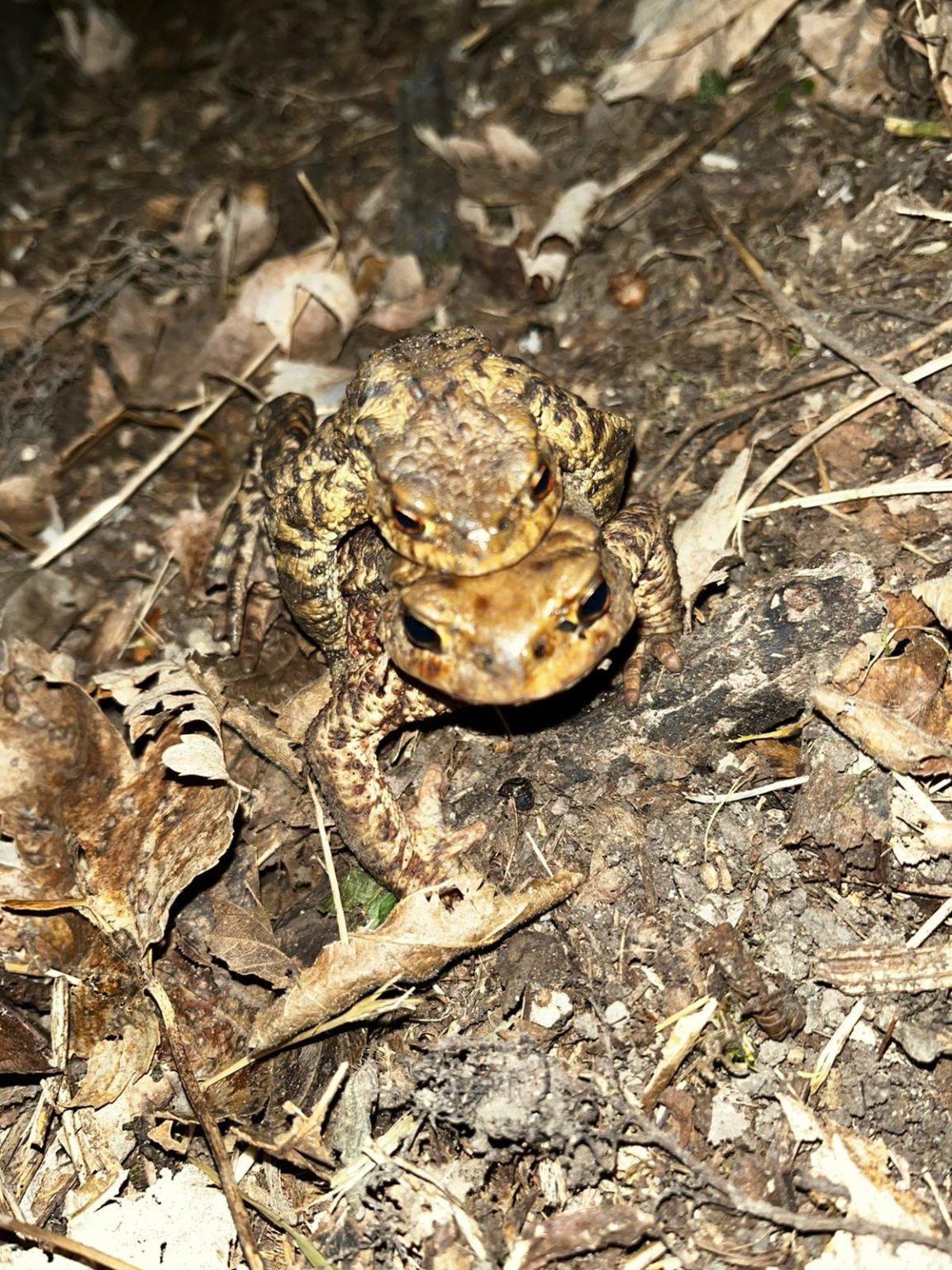 Bufo Bufo Rescue Campaign 2025 - In Val Cavallina